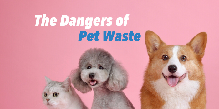 The Dangers of Pet Waste | Spectrum Association Management